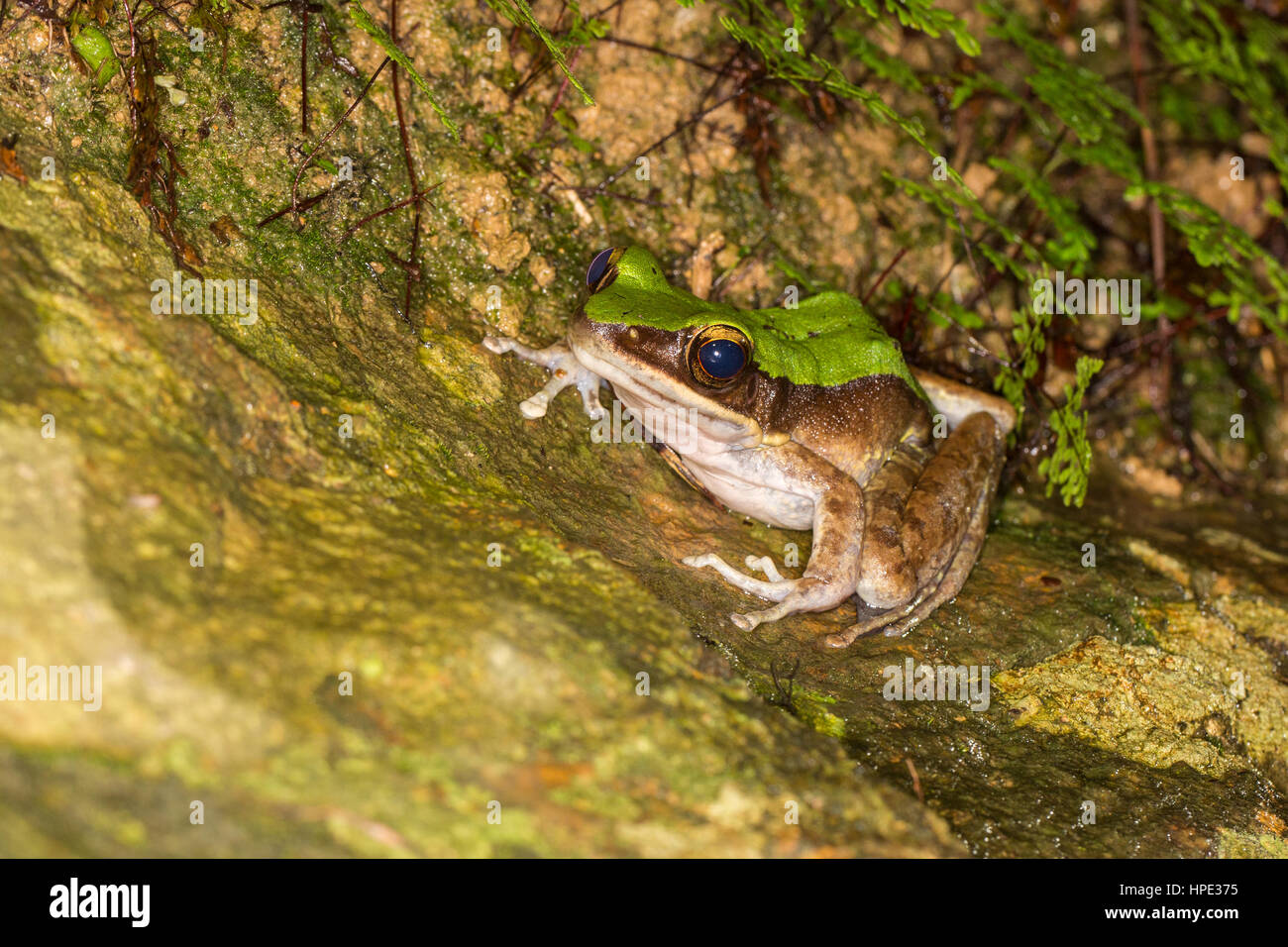 Large Odorous Frog Stock Photo - Alamy