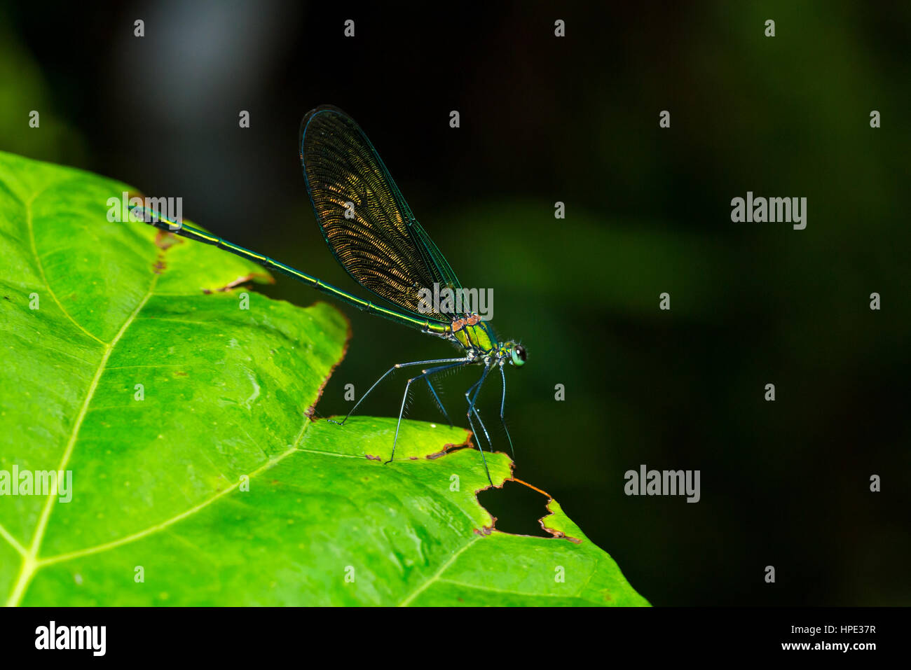 Portrait of damselfly - Chinese Greenwin (Neurobasis chinensis ...