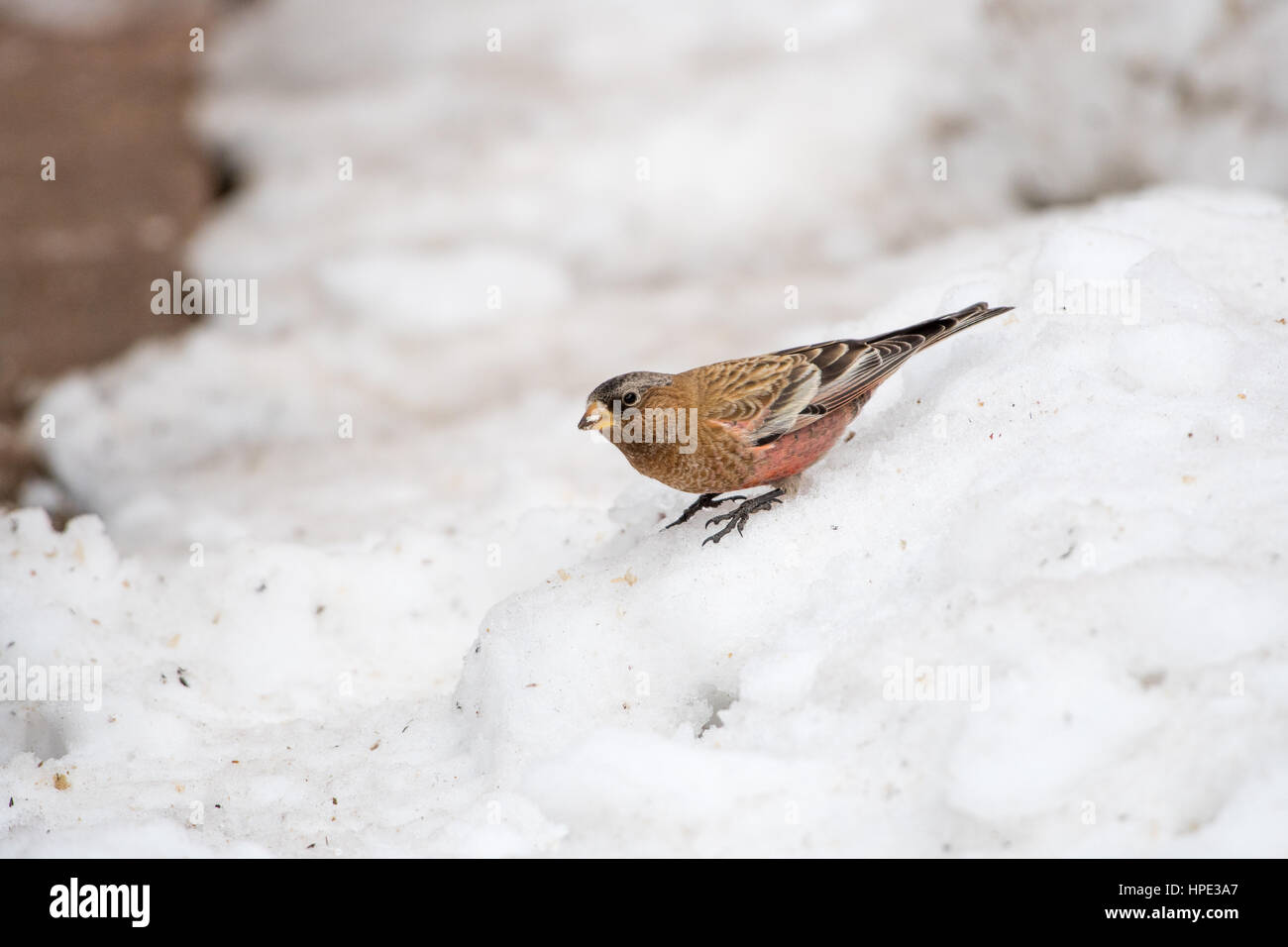 Rosy finch new mexico hi-res stock photography and images - Alamy