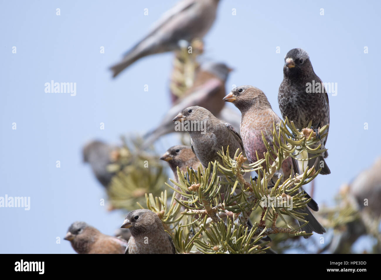 Brown-capped and Black Rosy-finches, Sandia Crest, New Mexico, USA ...