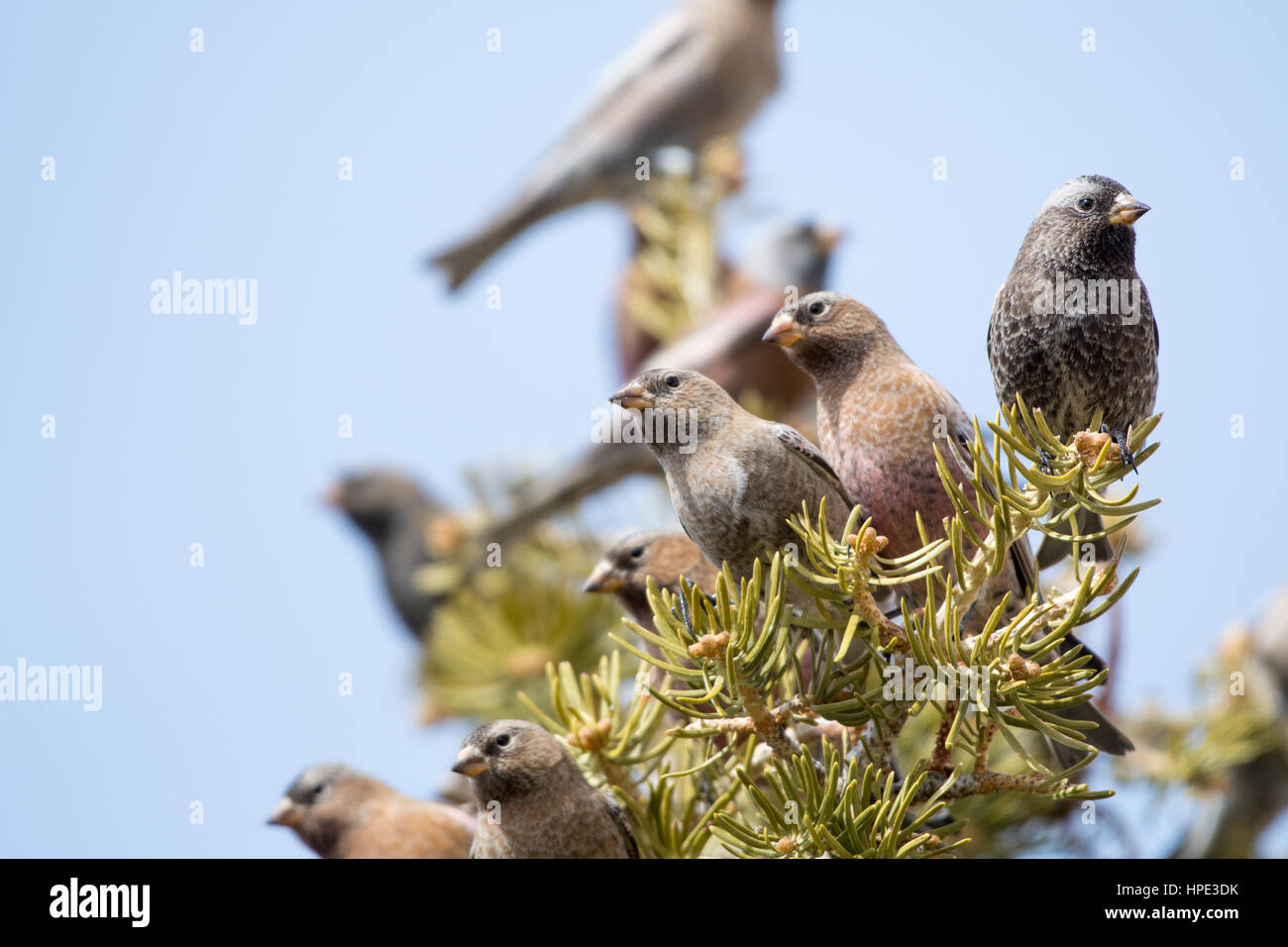 Black rosy finches hi-res stock photography and images - Alamy