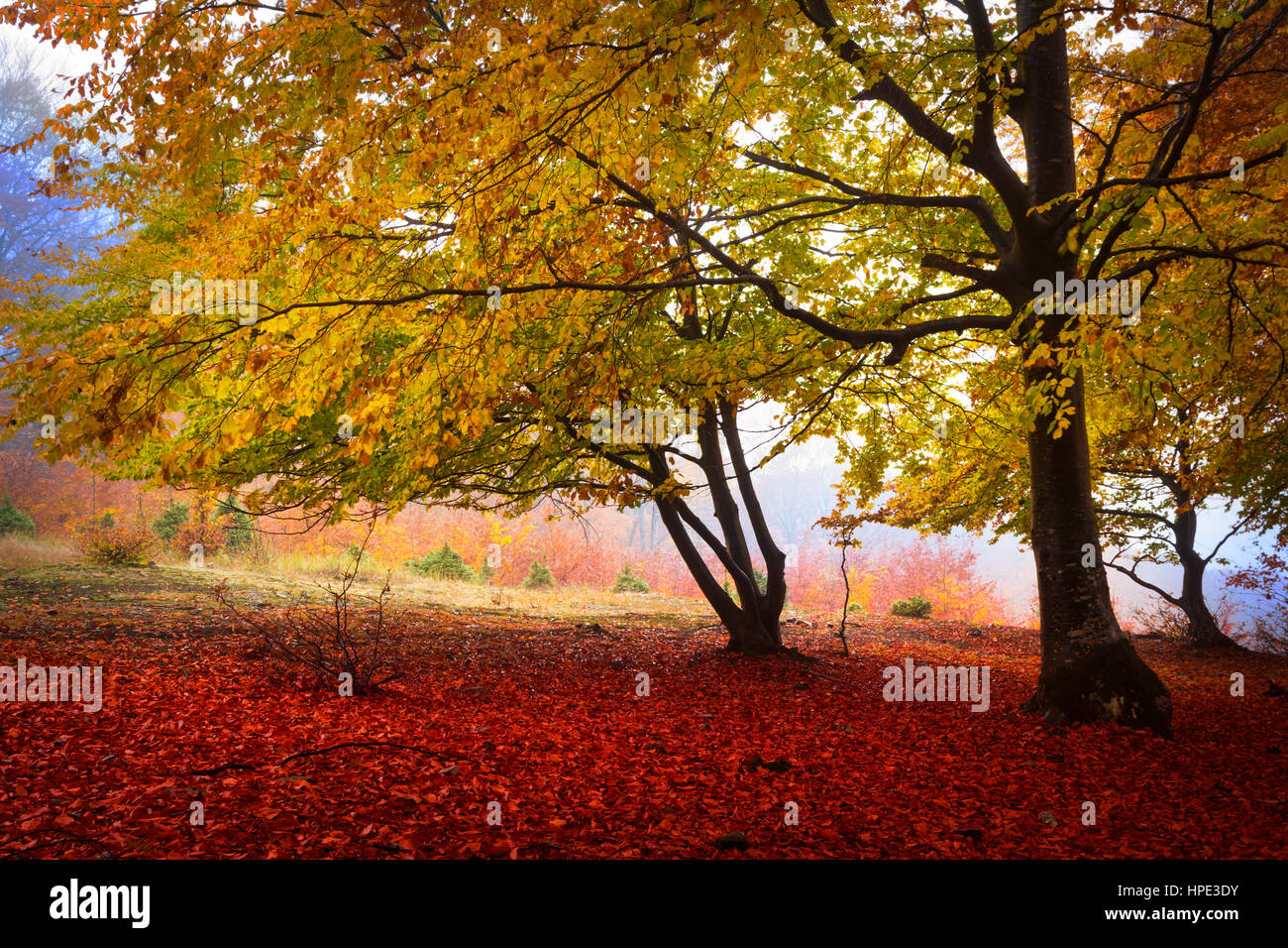 Red tree in beautiful autumn forest Stock Photo - Alamy