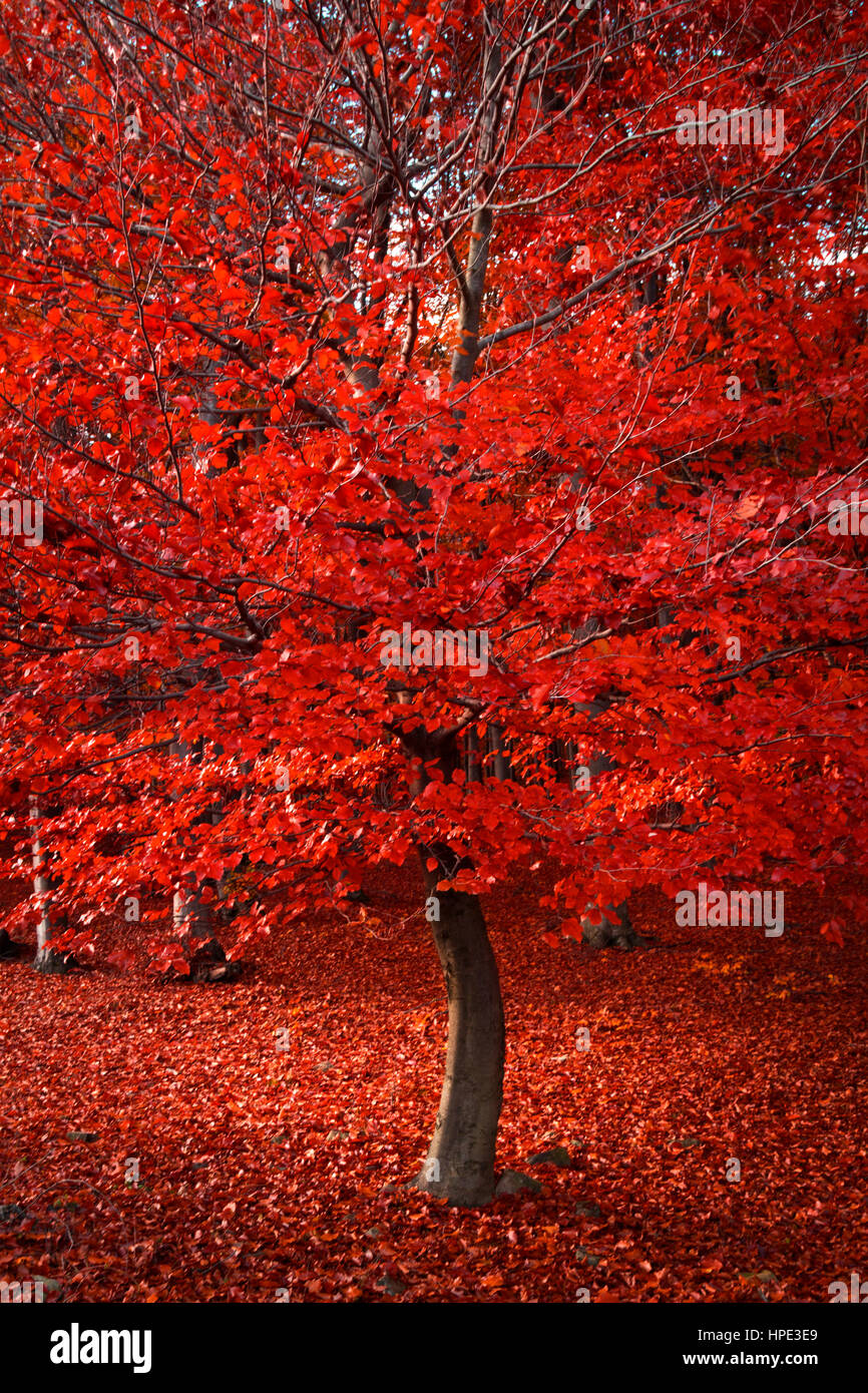 Red tree in beautiful autumn forest Stock Photo - Alamy