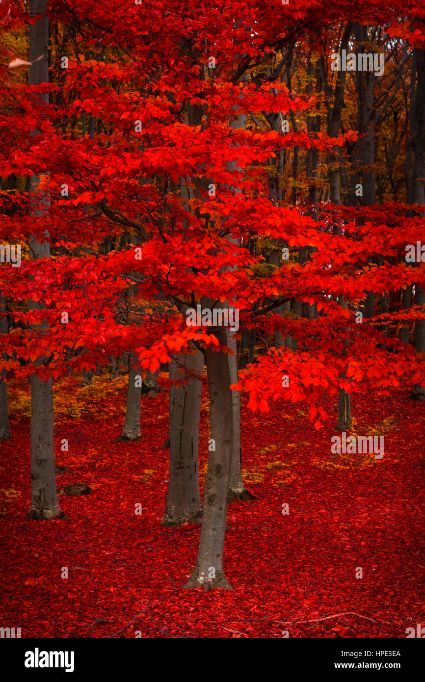 Fall foliage calendar hi-res stock photography and images - Alamy