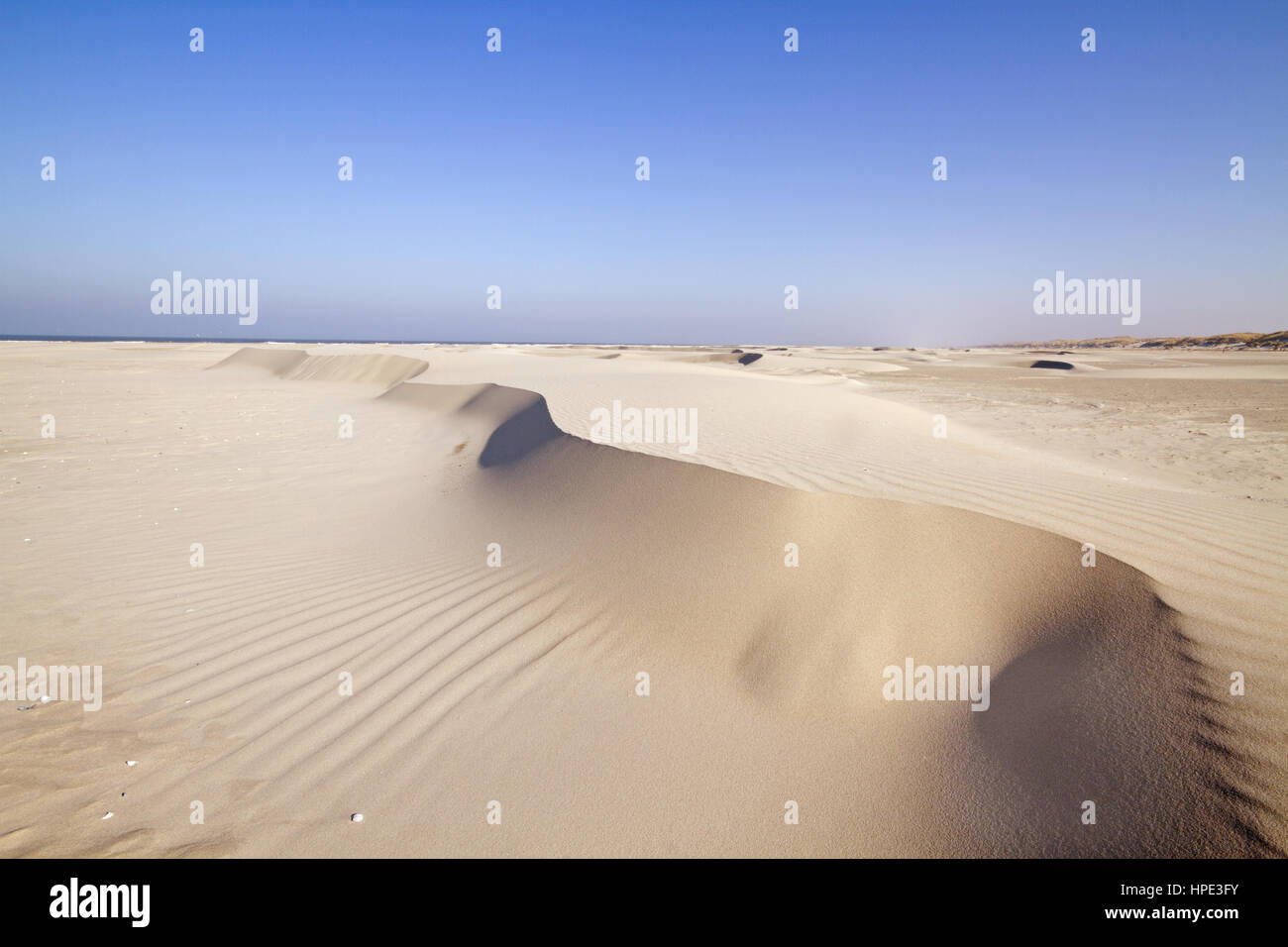 Small dunes (foredunes) on the beach Stock Photo - Alamy