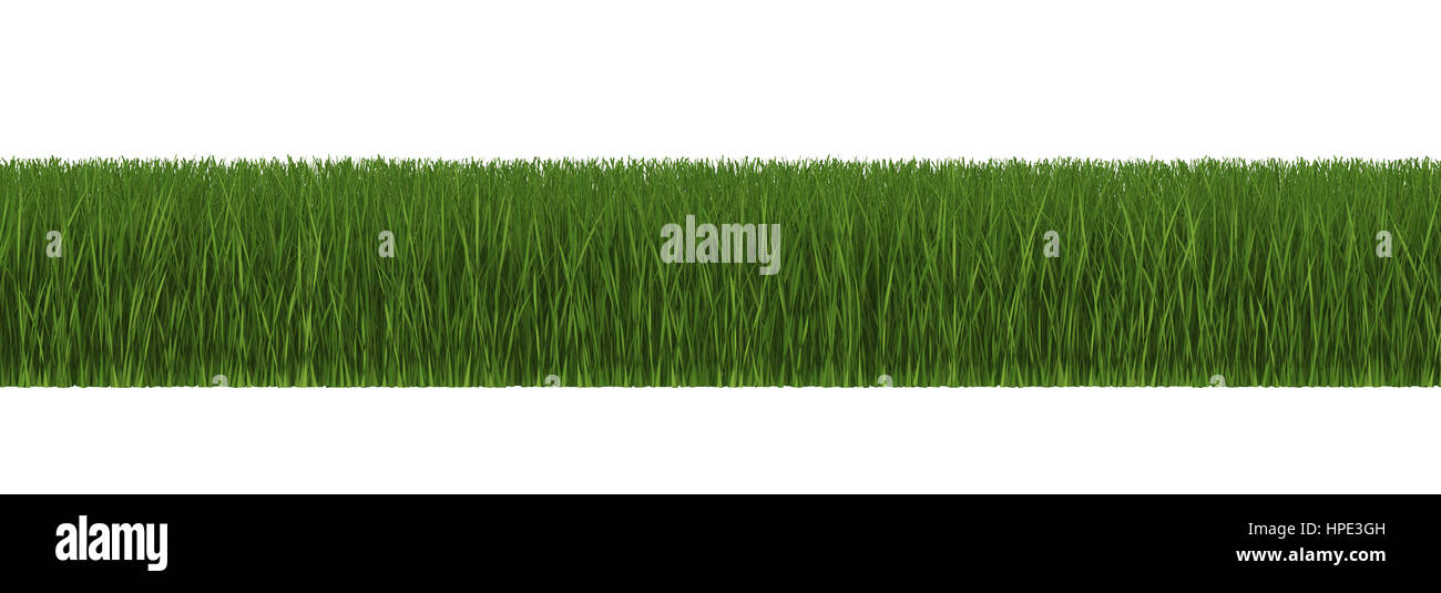 3d rendering green grass side view isolated on white Stock Photo - Alamy