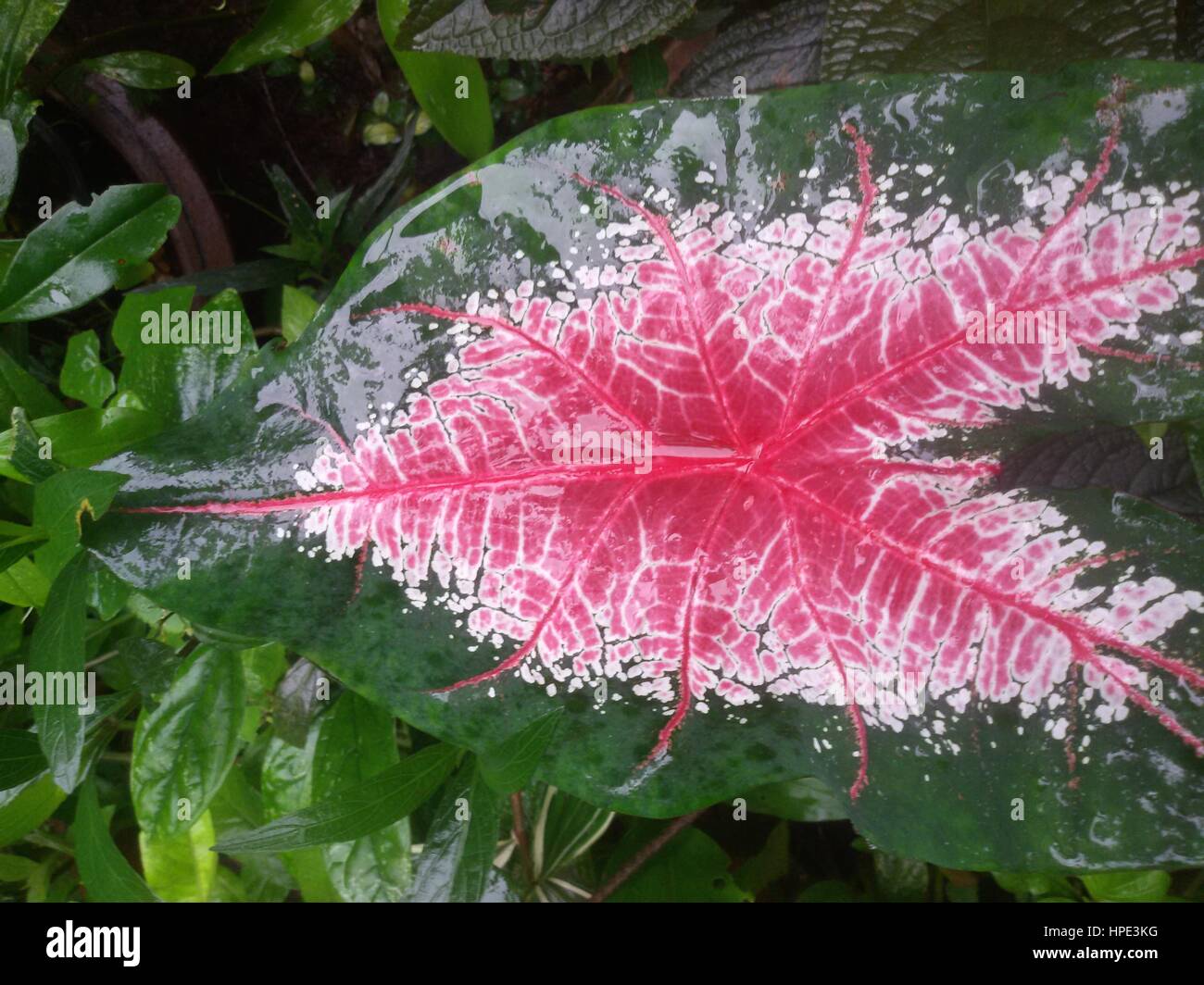 Pink and white variegated caladium leaf with green edge Stock Photo - Alamy