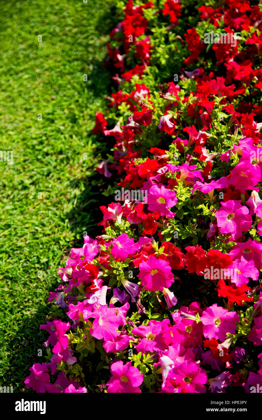 in the spring colors oman flowers and garden Stock Photo - Alamy
