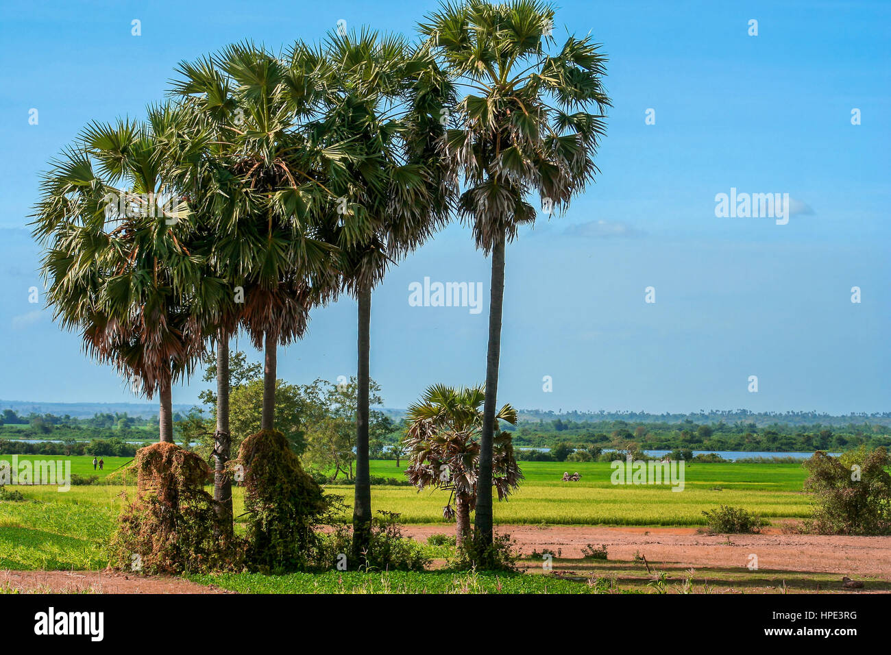 Rural tropical countryside in the southern Cambodia Stock Photo - Alamy