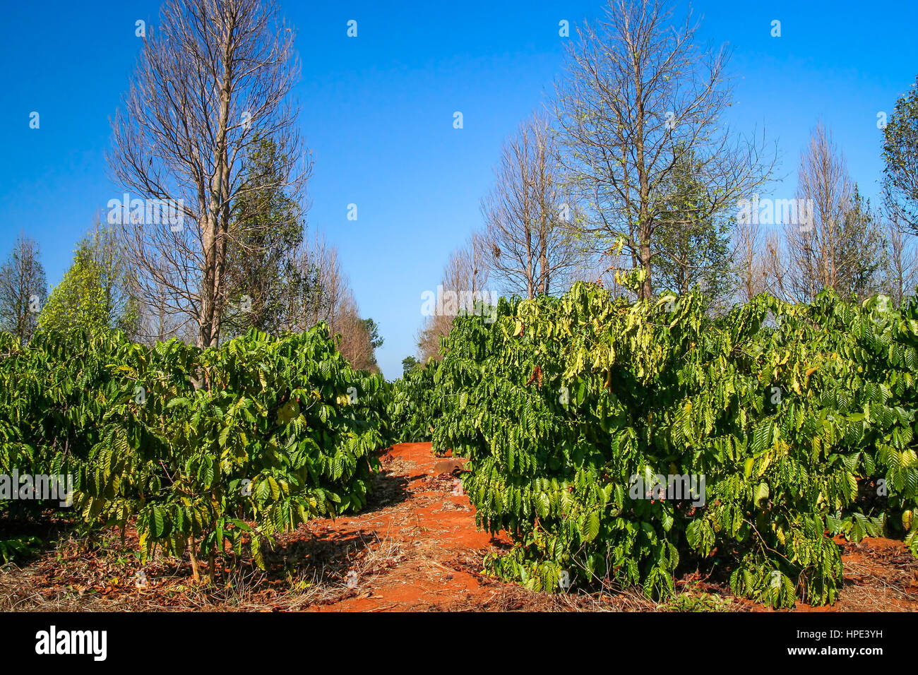 Organic coffee plantation on the Bolaven plateau in southern part of ...