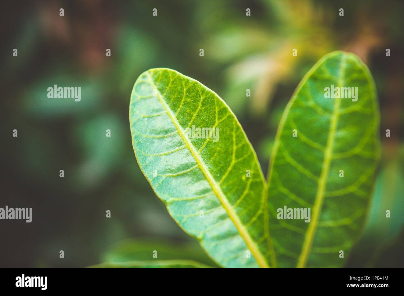 two green leaves background Stock Photo - Alamy