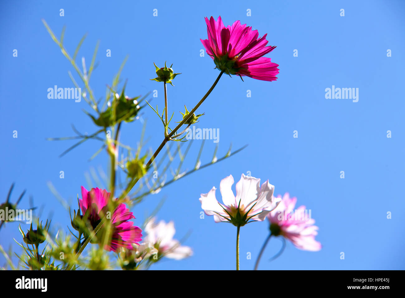 Blue flowers closeup hi-res stock photography and images - Alamy