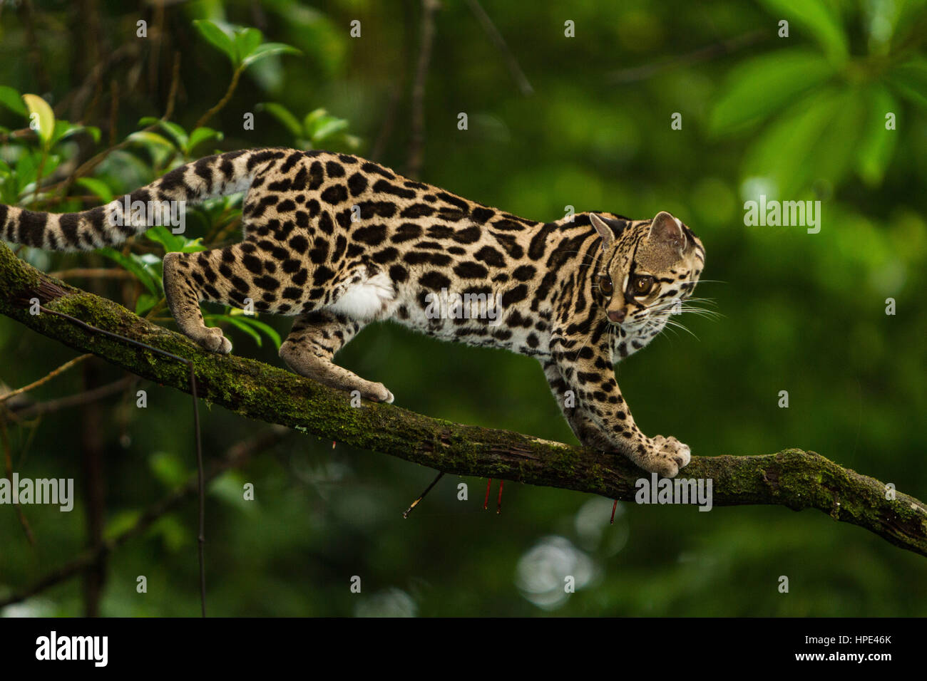 Margay Cat