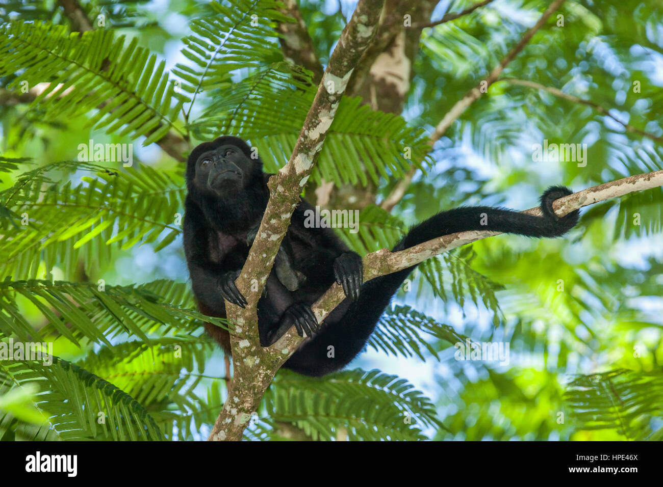 Mantled Howler Monkey, Alouatta palliata, in a tree in the rainforest ...