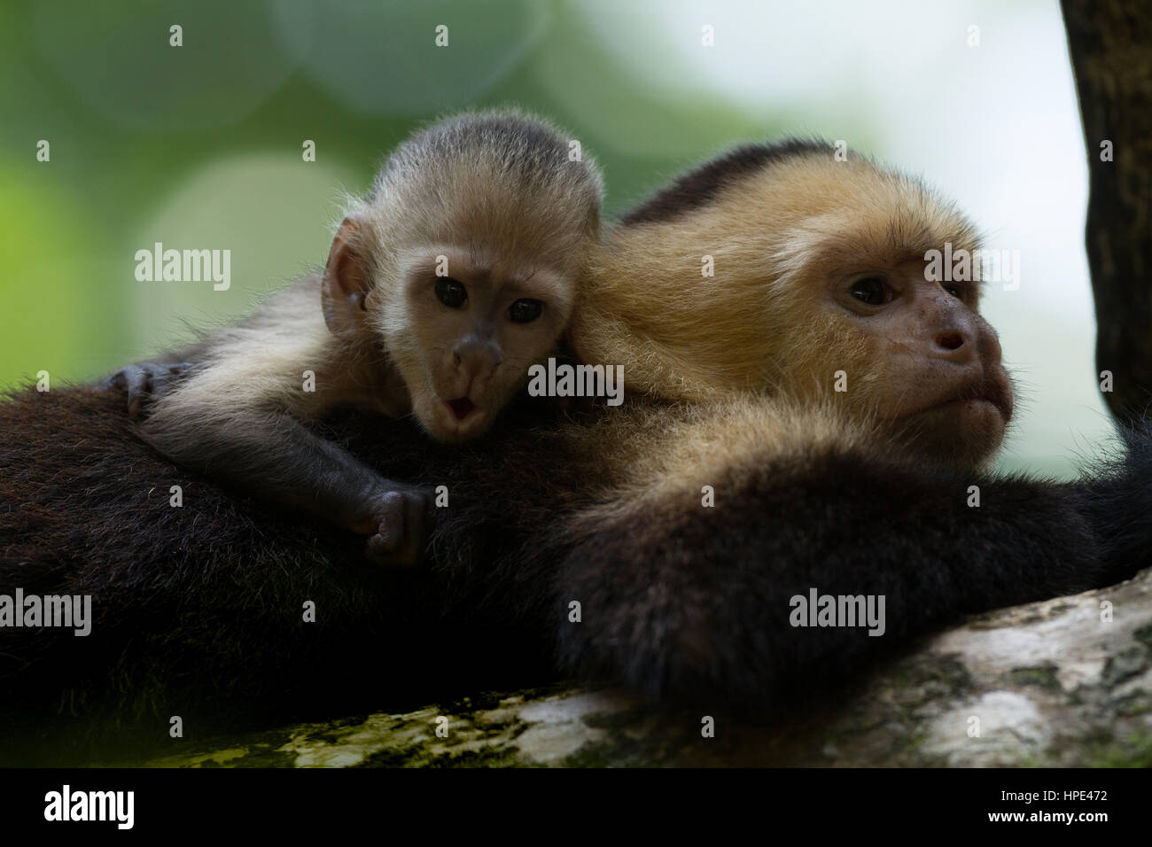Female white faced capuchin hi-res stock photography and images - Alamy
