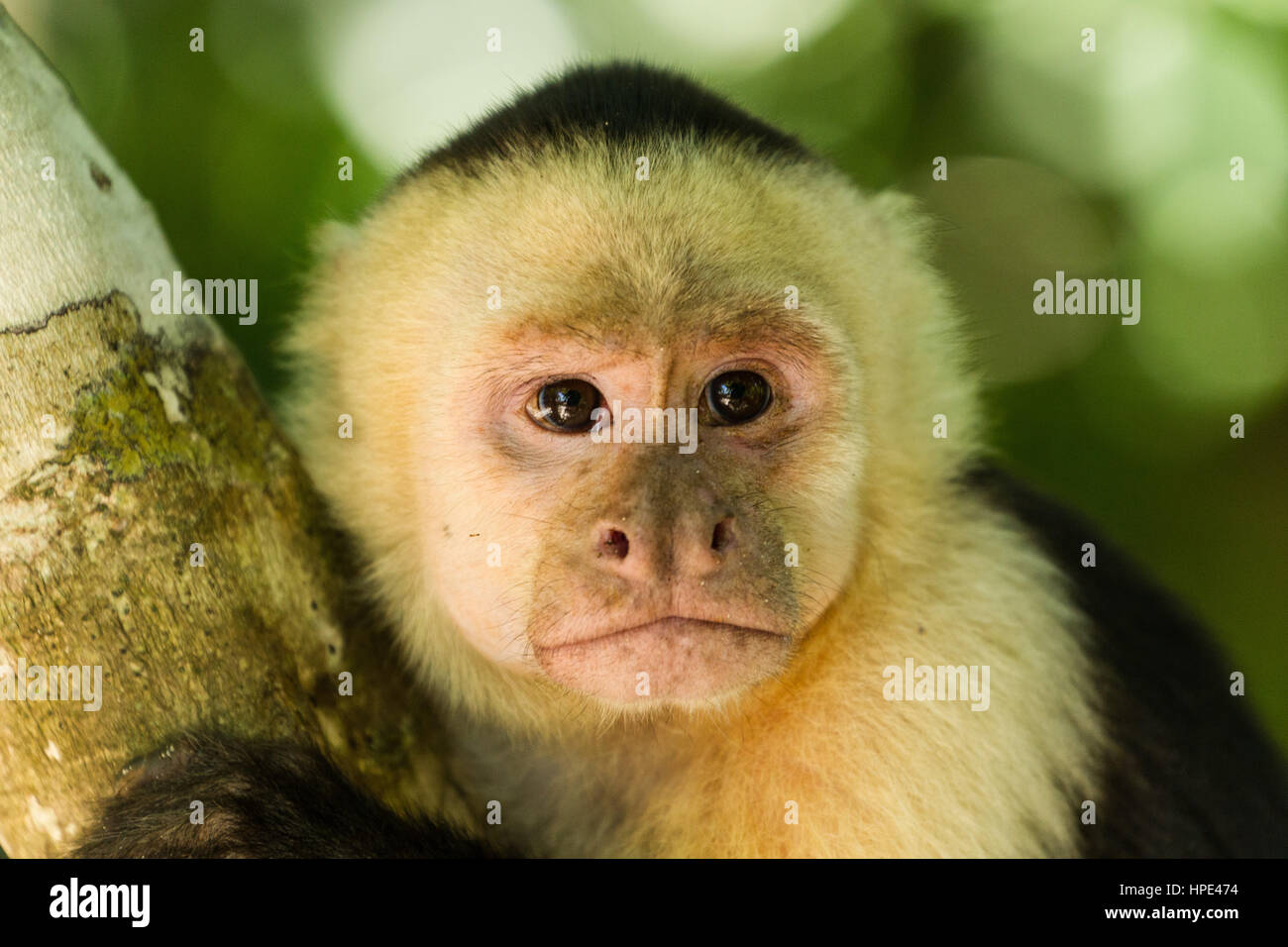 White-headed Capuchin Monkey, Cebus capucinus, also known as the White ...