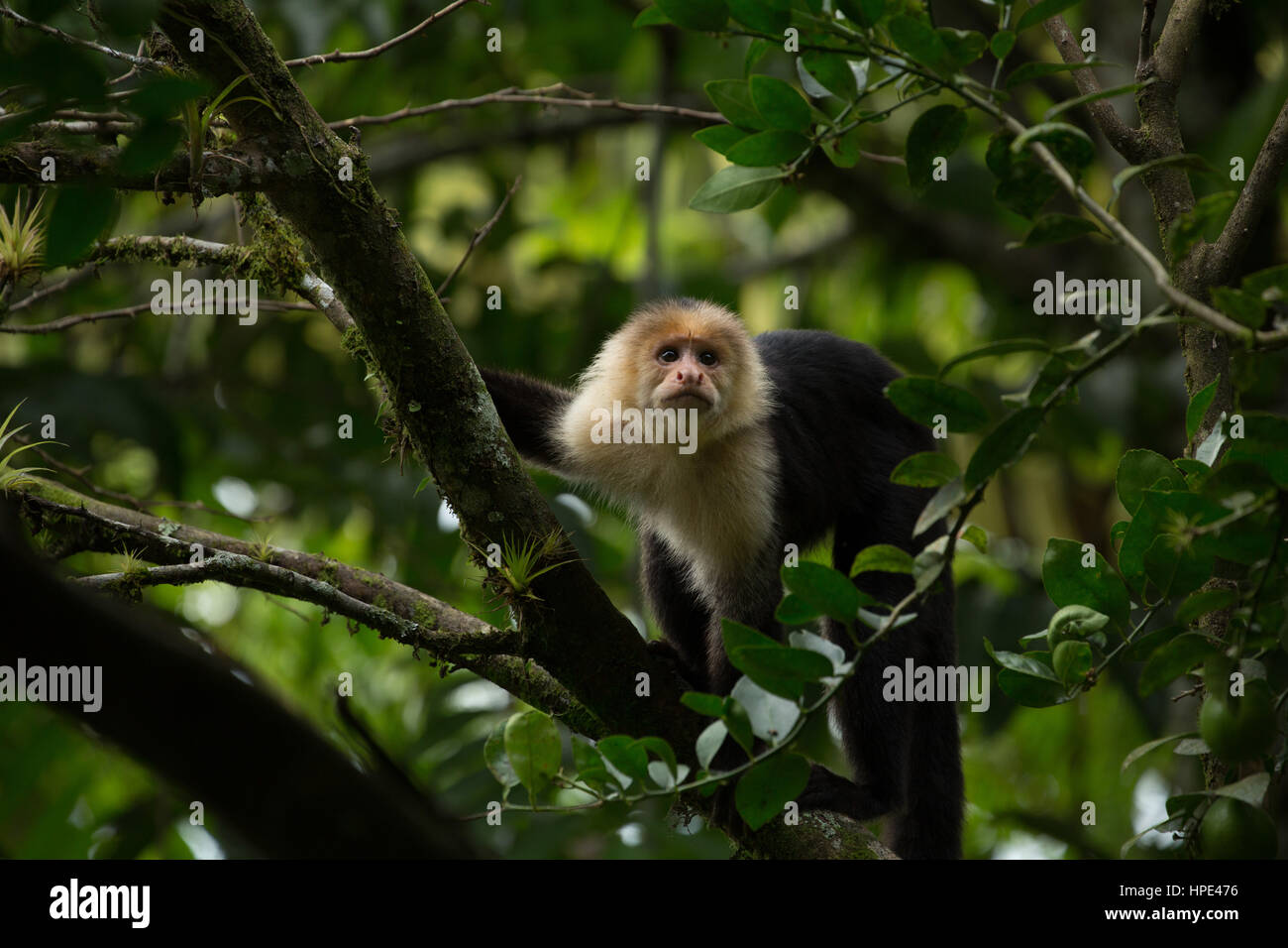 White-headed Capuchin Monkey, Cebus capucinus, also known as the White ...