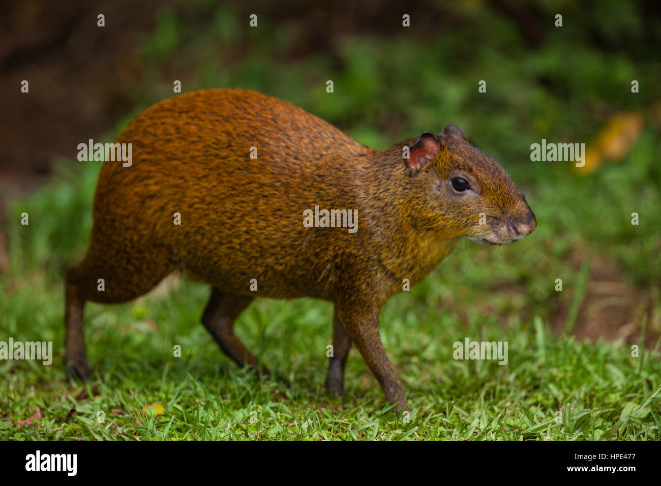 The Central American agouti, Dasyprocta punctata, is a large fruit and ...