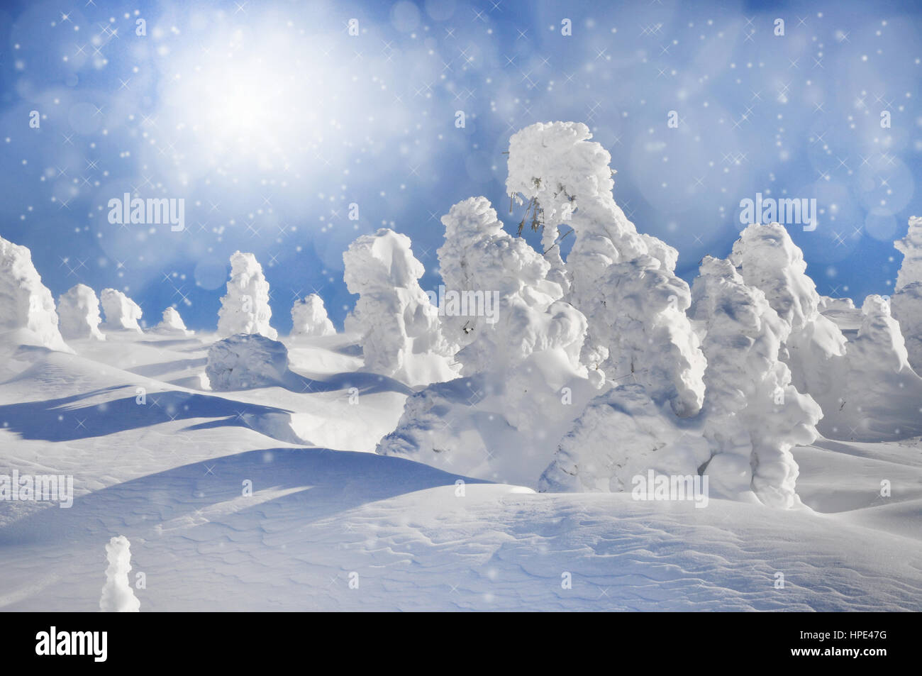Winter landscape with snowy trees and snowflakes. Christmas concept ...