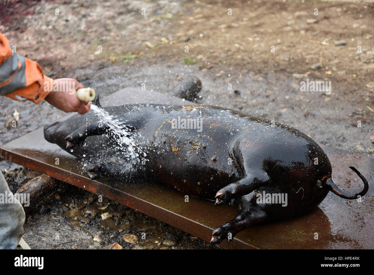 Pig killing. Slaughter washing the skin of the pig to remove the hair ...