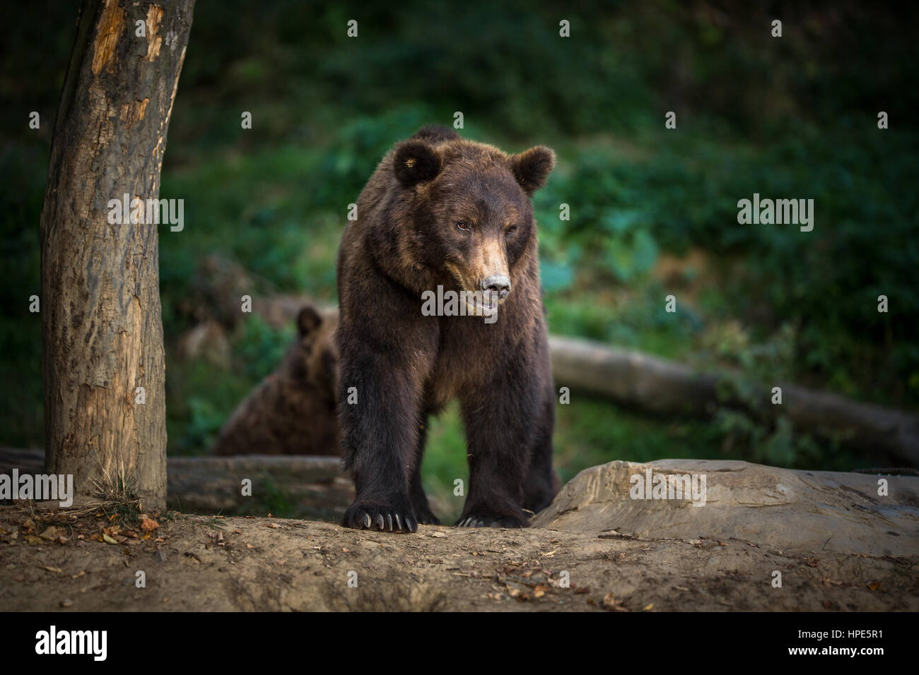 Russian wild hungry brown bear hi-res stock photography and images - Alamy