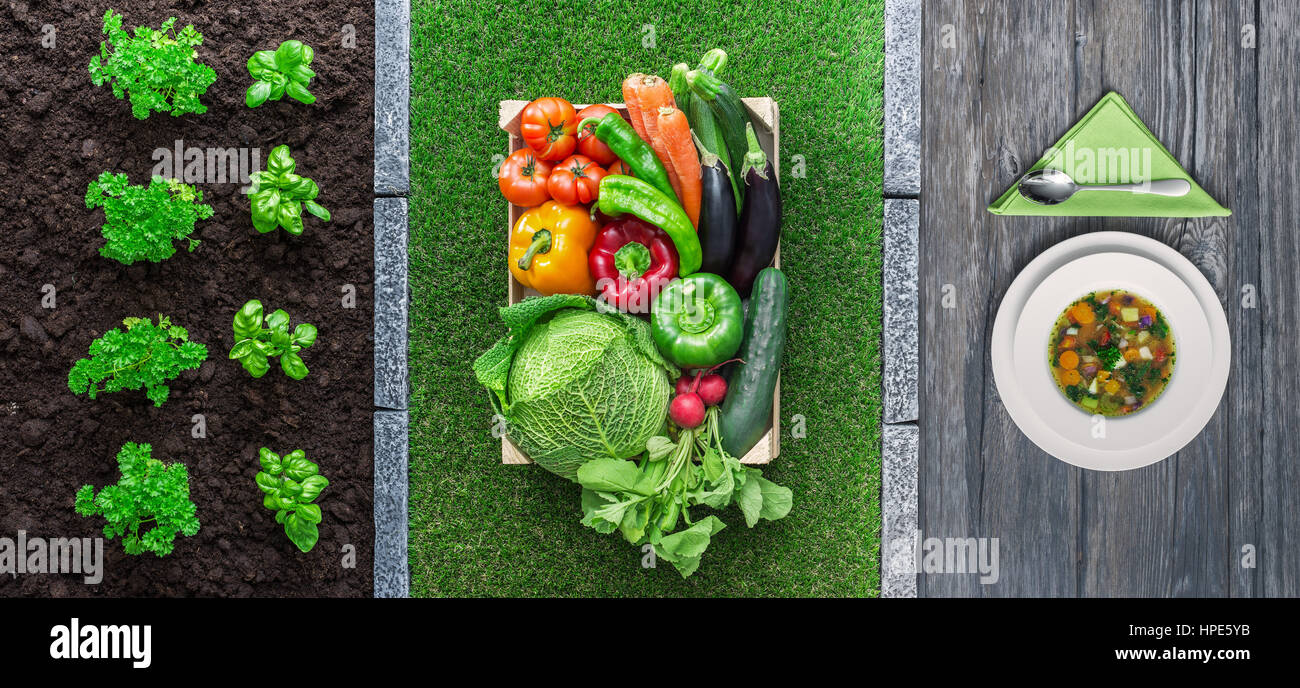 Food from farm to table: plants growing in the garden, vegetables in ...