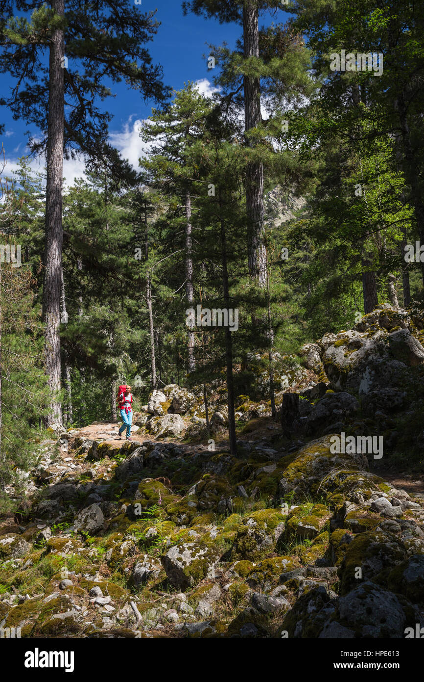 Pretty, young female hiker walking through a splendid old pine forest ...