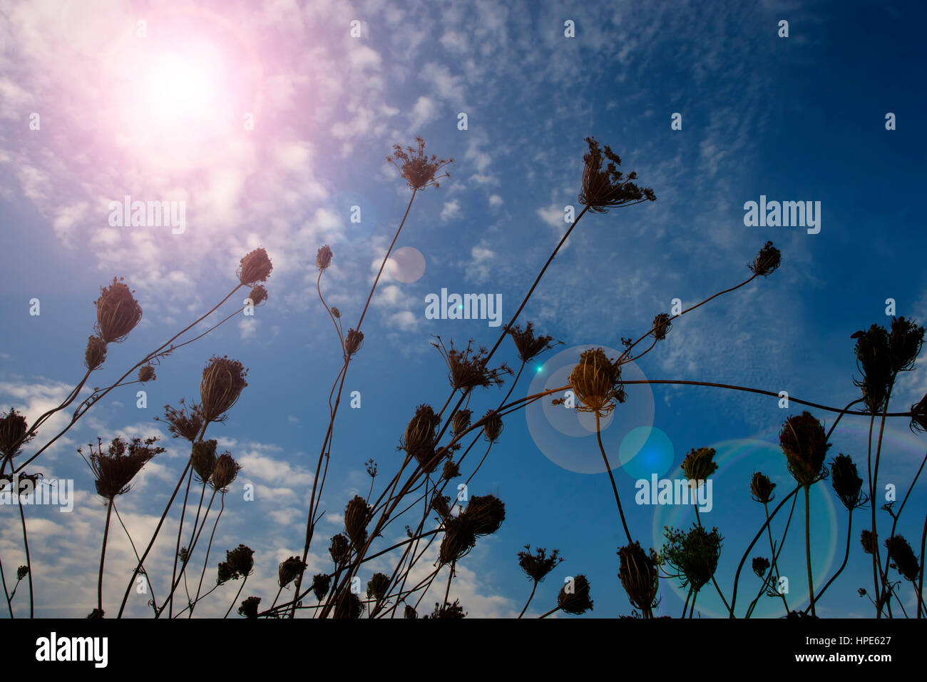 Lots of wild flowers and blue sky with sun flare Stock Photo - Alamy
