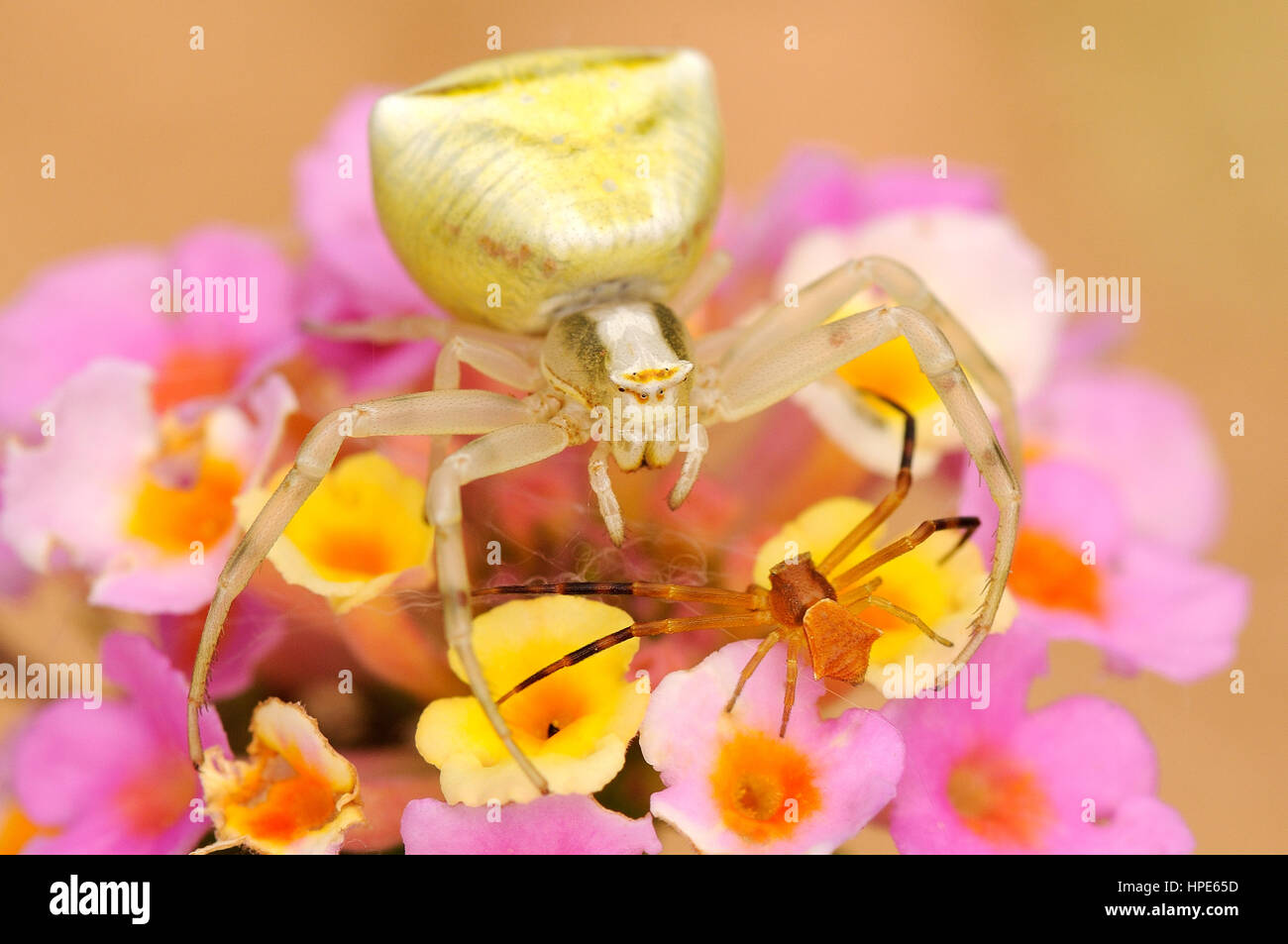 Spiders Mating High Resolution Stock Photography and Images - Alamy