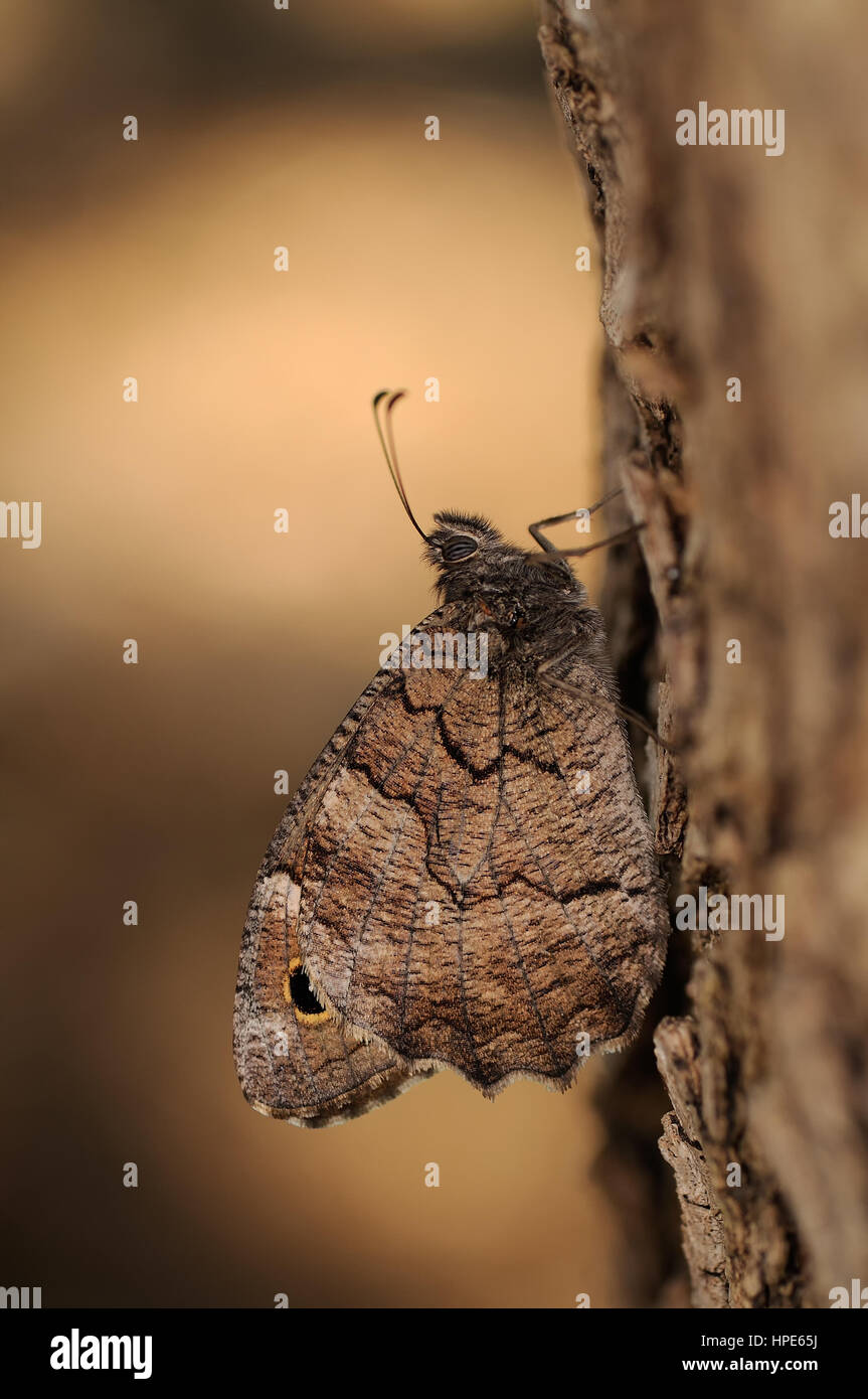 Hipparchia fatua Butterfly Stock Photo - Alamy