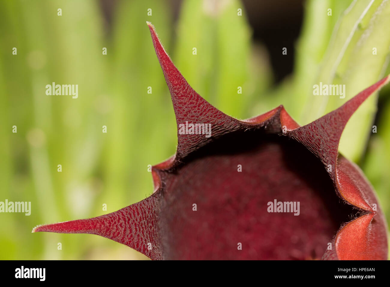 Starfish cactus hi-res stock photography and images - Alamy