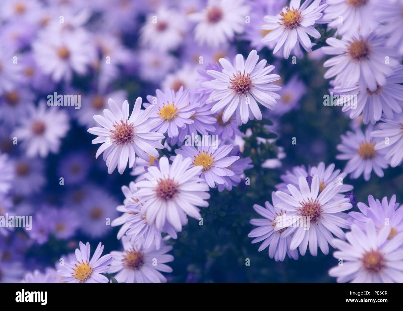 Flowers in sunset Stock Photo - Alamy