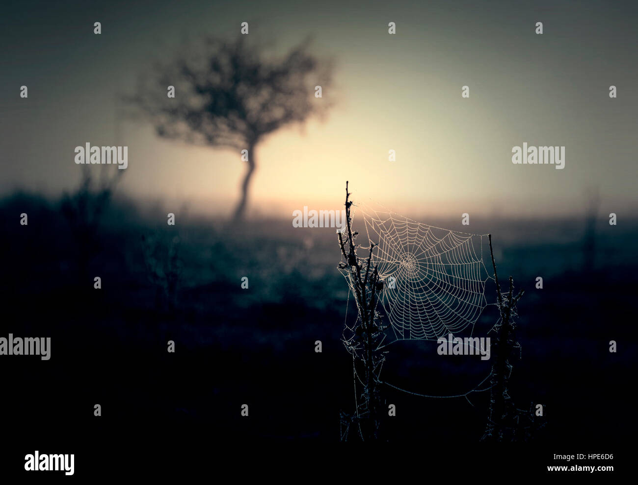 Spider web in sunset Stock Photo - Alamy