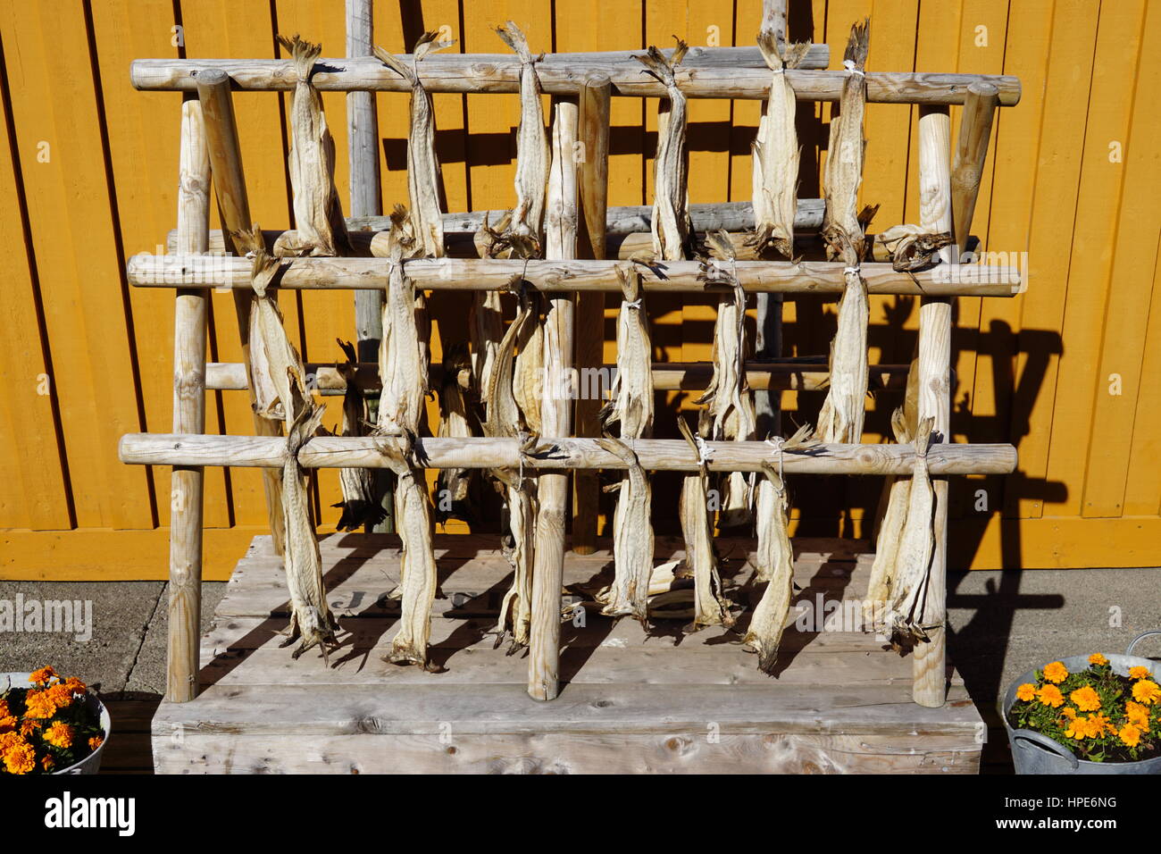 Cod stockfish drying on traditional racks in the Lofoten islands ...