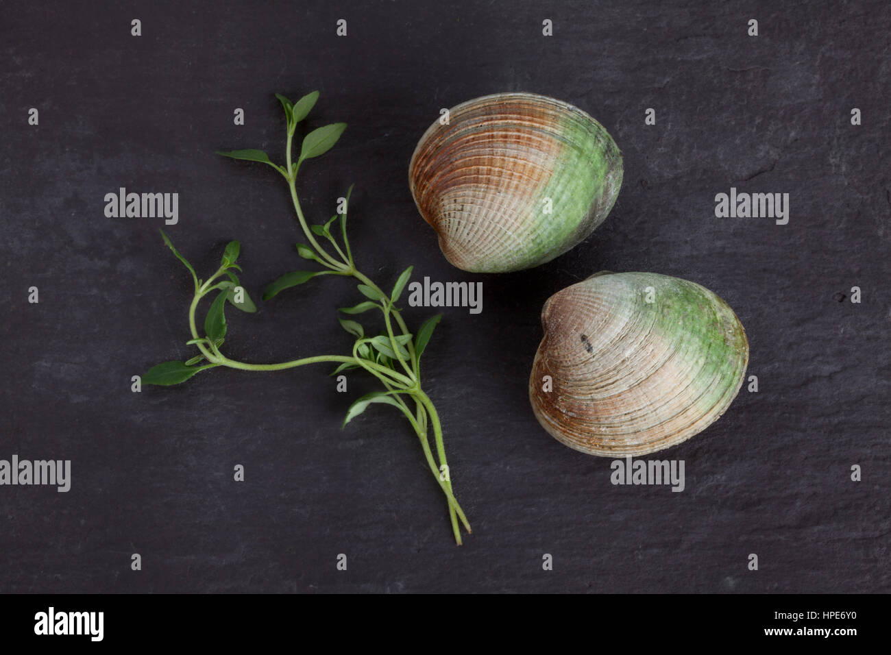 Two clams hi-res stock photography and images - Alamy