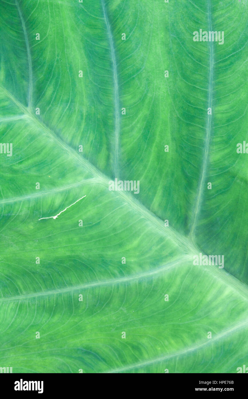 Natural green leaf texture background Stock Photo - Alamy