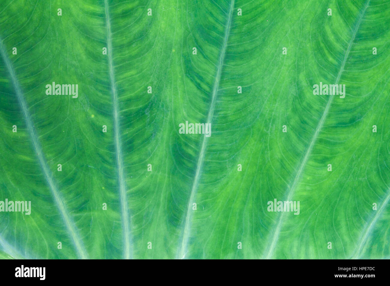Natural green leaf texture background Stock Photo - Alamy