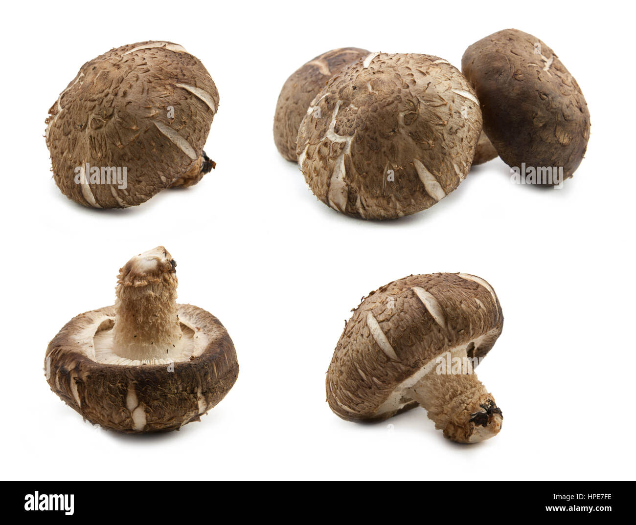 Collection Fresh shiitake mushroom isolated on white background Stock ...