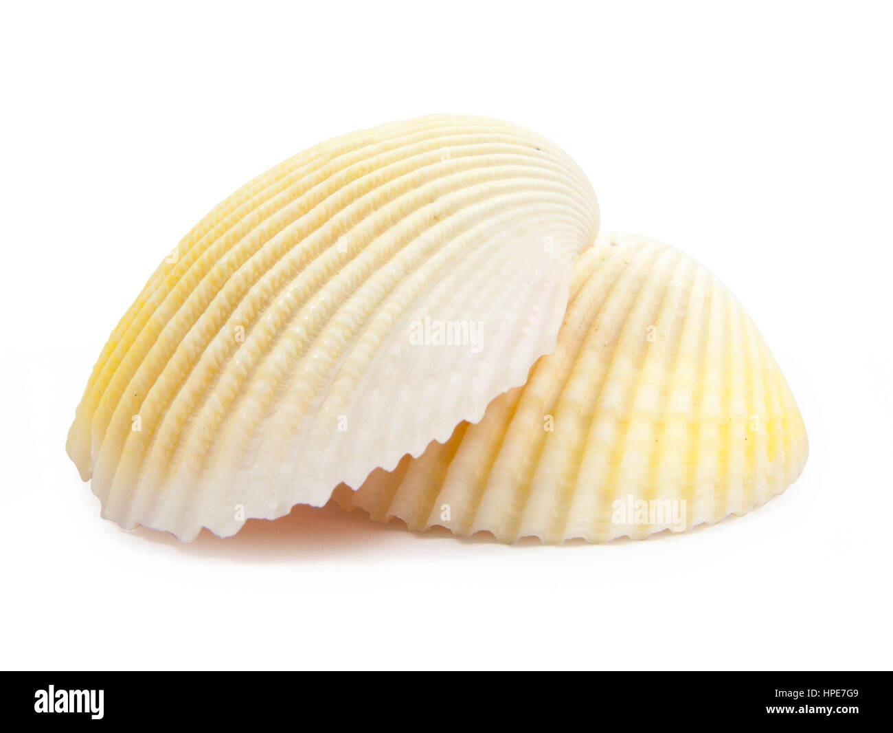 shell see pectinidae on the white background Stock Photo - Alamy
