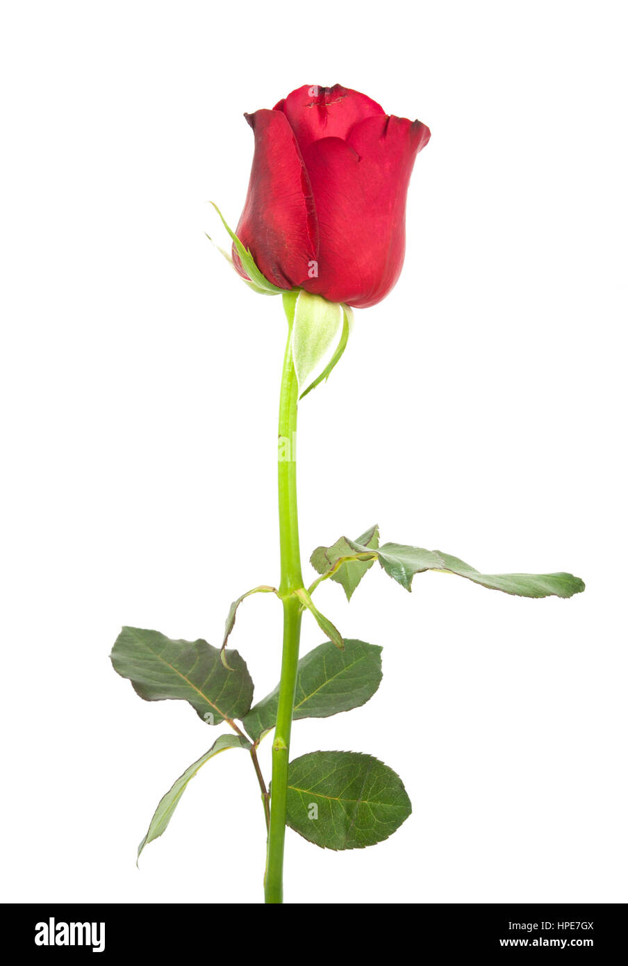 red rose isolated on white background Stock Photo - Alamy