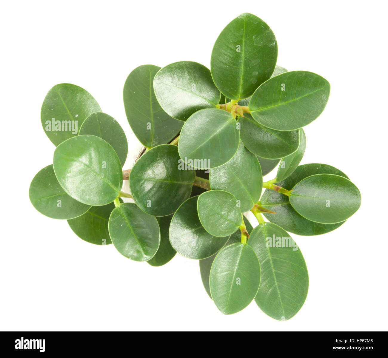 top leaves on a white background Stock Photo - Alamy