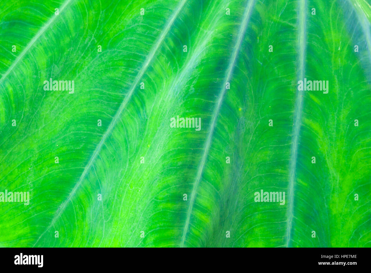 Natural green leaf texture background Stock Photo - Alamy