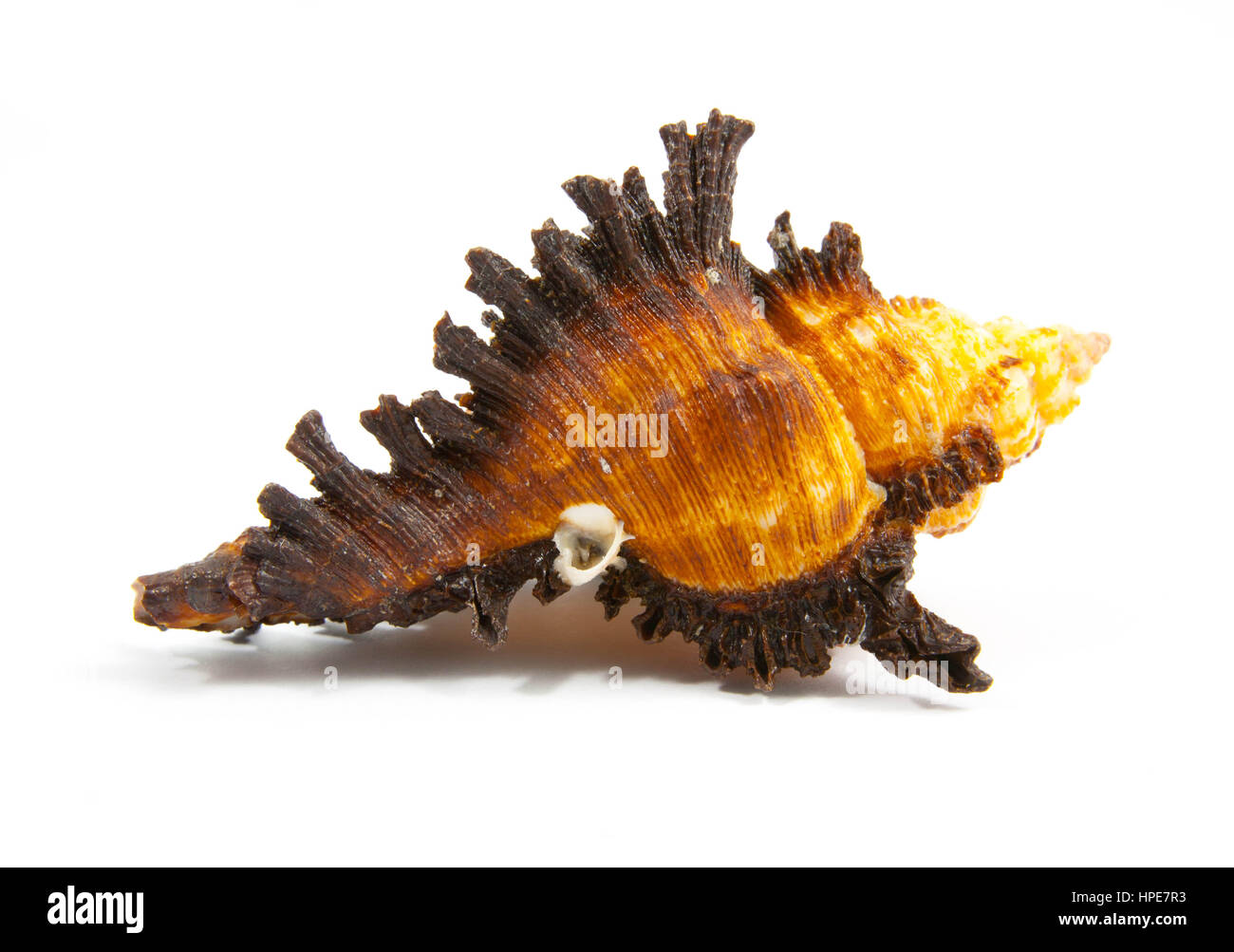 Seashell in close-up isolated on a white background Stock Photo - Alamy