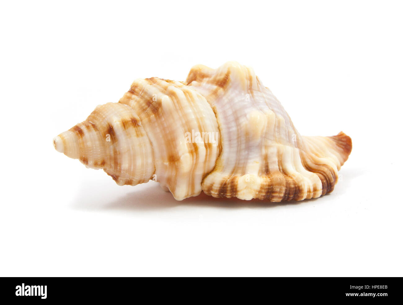 Seashell in close-up isolated on a white background Stock Photo - Alamy