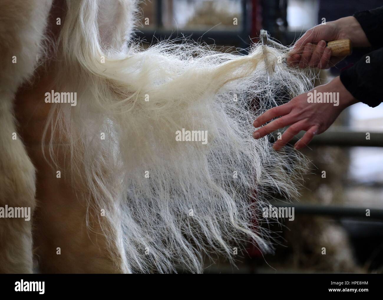 Bulls tail hi-res stock photography and images - Alamy