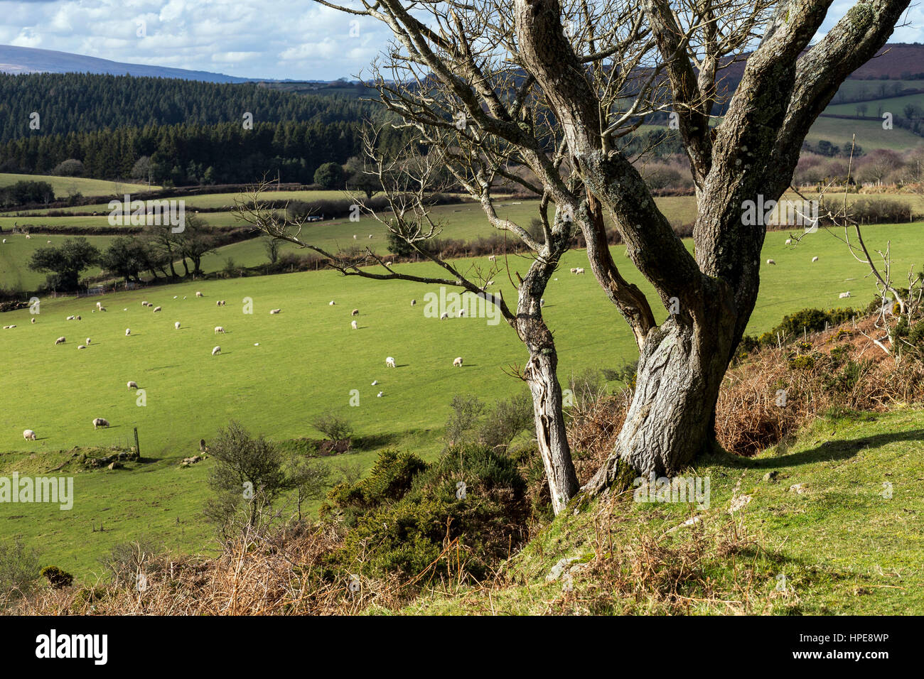 Grazing erosion sheep hi-res stock photography and images - Alamy