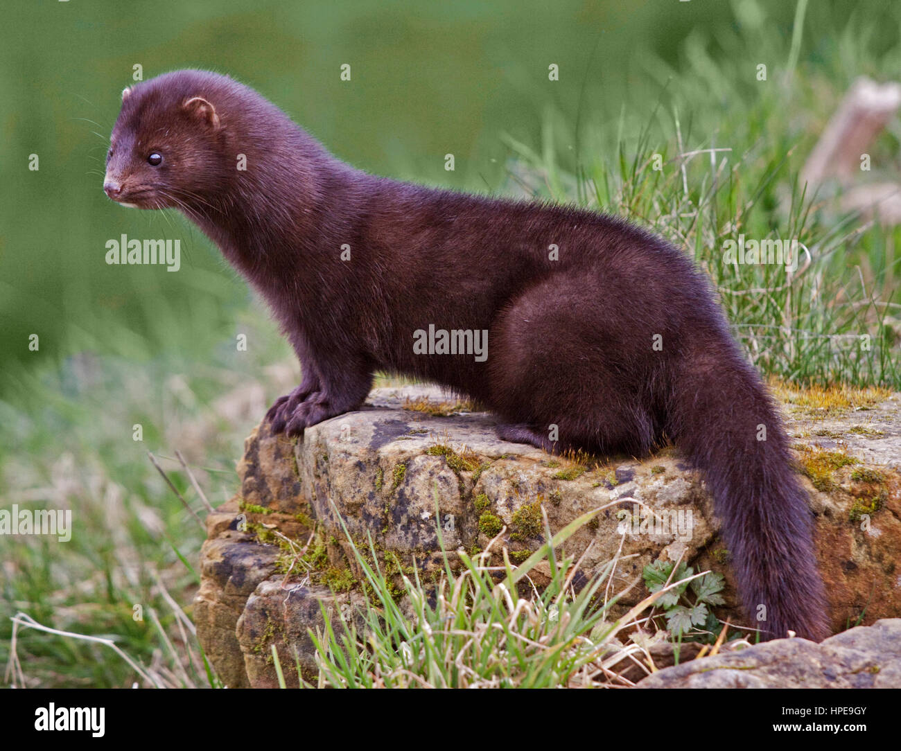 Minks mustela vison hi-res stock photography and images - Alamy