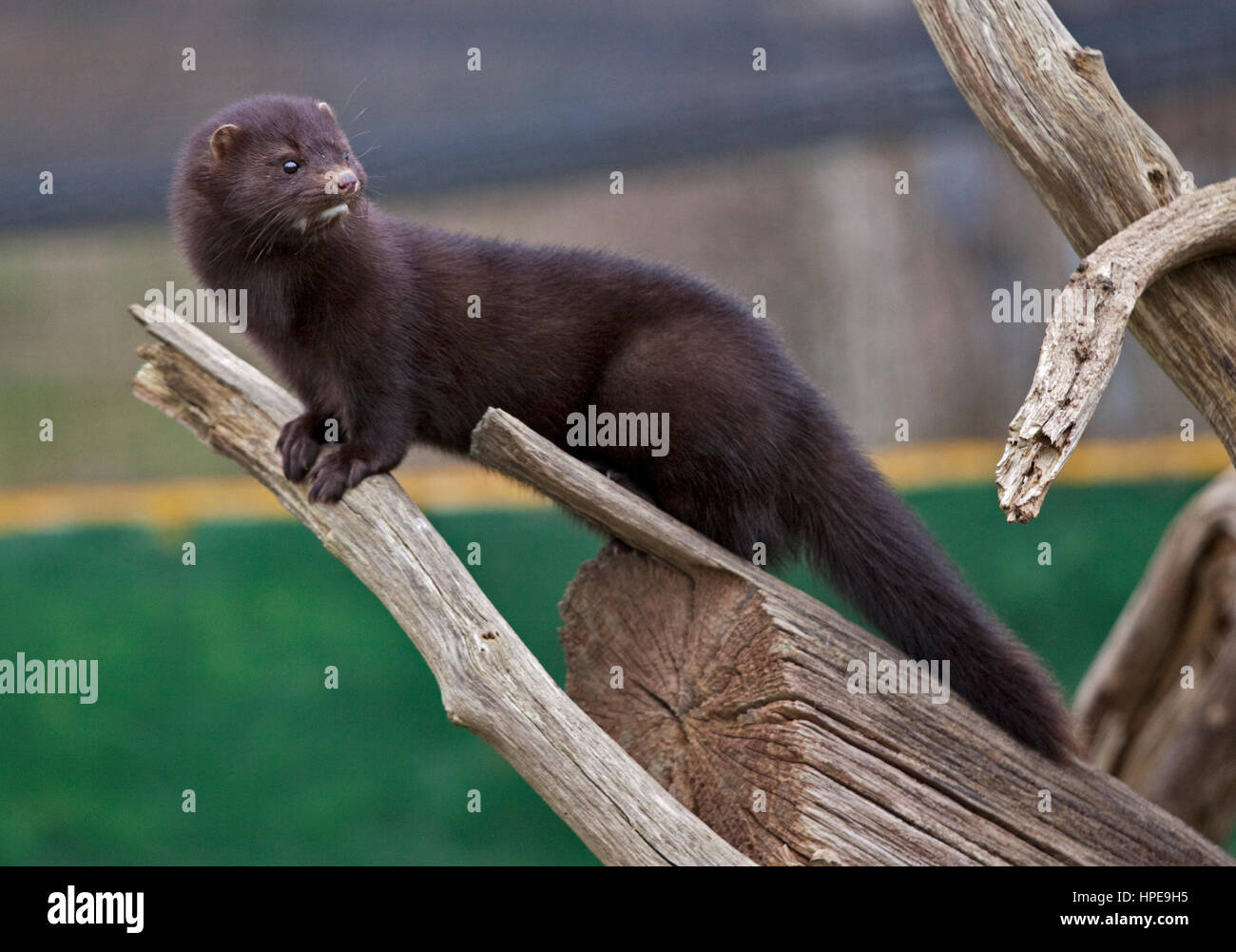 Minks mustela vison hi-res stock photography and images - Alamy
