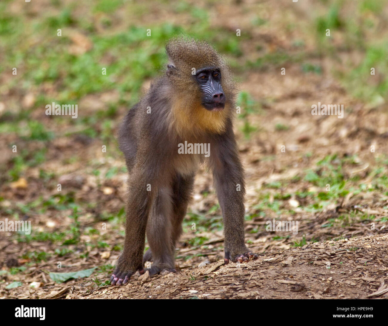 Mandrill mandrillus sphinx hi-res stock photography and images - Alamy