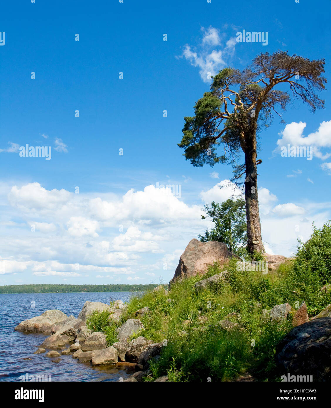 Summer landscape - Pine tree on coast and rocks, vertical orientation ...